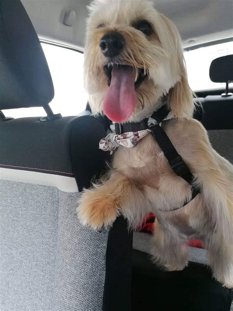 Ângelo Castro Vidal