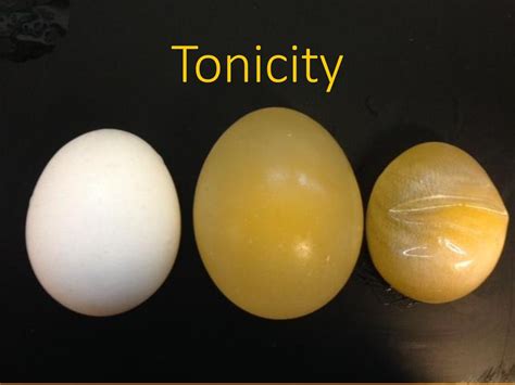 Bell Ringer In The Naked Egg Lab What Is Your Manipulated Variable