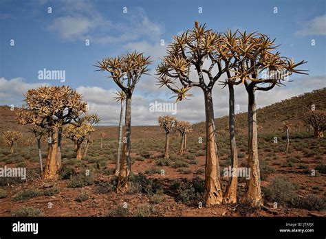 Quiver Tree Kokerboom Aloe Dichotoma Gannabos Namakwa