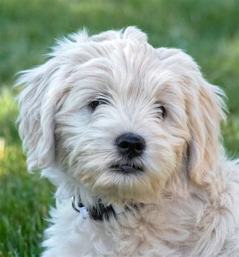 Miniature Goldendoodle