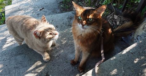 The Peach Kitty Interrupted Me Again Summers Fabulous Cat Life