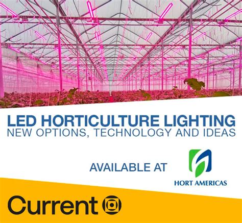 pythium root rot on hydroponically grown basil and spinach urban ag news