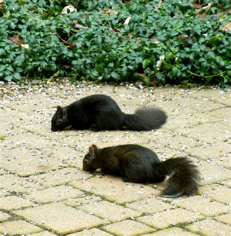 A Curious Gardener Our Black Squirrels