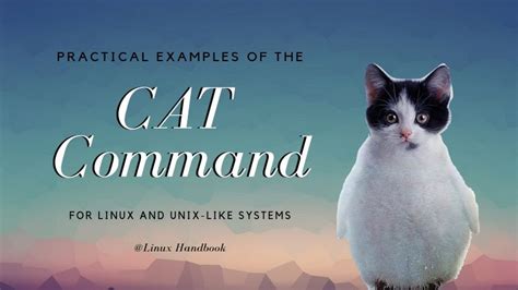 Cat Command In Linux Essential And Advanced Examples