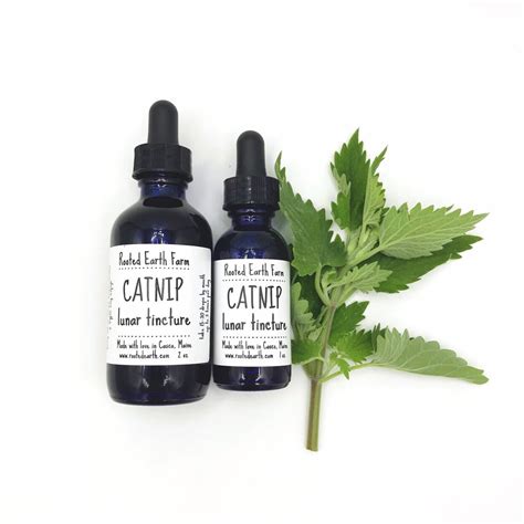 Catnip Tincture Organic Catnip Herbal Tincture Organic Etsy