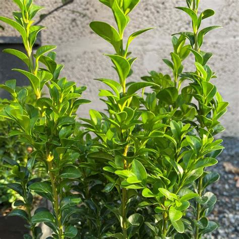 Buxus Sempervirens 3ltr Shrub Garden Scene Jersey