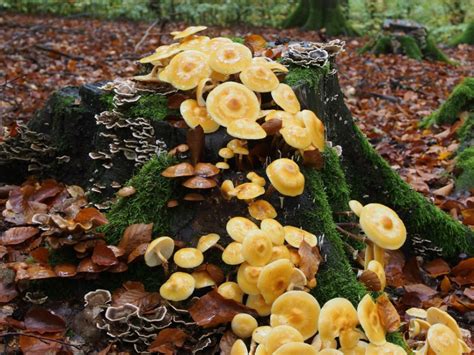 한국의 야생버섯 생태도감 Band