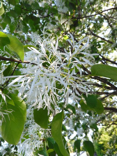 ヒトツバタゴナンジャモンジャ2022 5月上旬撮影の花東京都薬用植物園の樹木 K U R A D A S H I