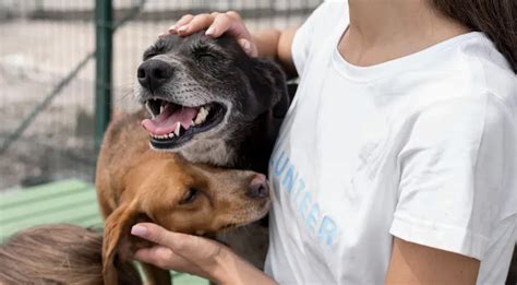 Consejos Antes De Adoptar Una Mascota La Clinica Veterinaria