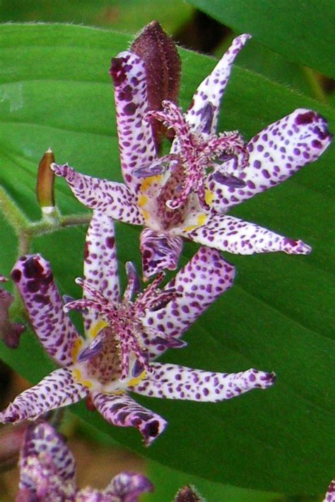 Buy Sinonome Toad Lily Plant Tricyrtis Free Shipping Wilson Bros