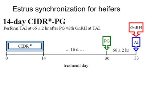 Lecture 6 Estrus Synchronization Pdf