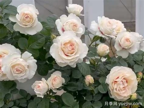 剪秋水月季 图片介绍 优点缺点 月季网