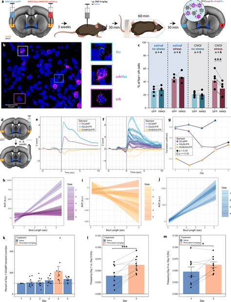 Insular Gi Dreadd Activation Decreases Bnst Fos Expression After