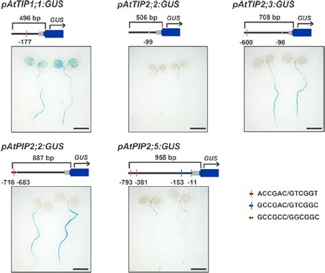 Promoter Analysis Of Five Aquaporin Genes In Arabidopsis Download Scientific Diagram