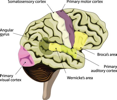 Cerebrum The Definitive Guide Biology Dictionary