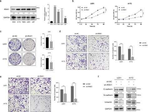 Radiation Induces Irak1 Expression To Promote Radioresistance By Suppressing Autophagic Cell