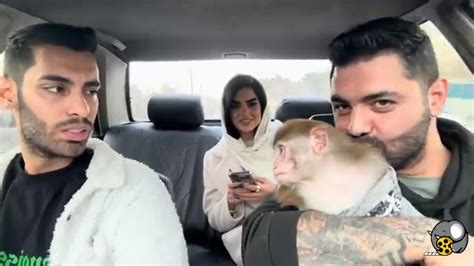 دوربین مخفی با میمون از دختر خواستگاری کردم فیلو