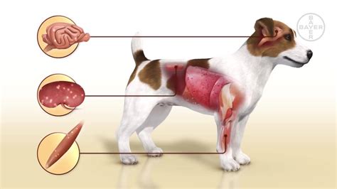 Ciclo De Vida Del Toxocara Canis Veterinaria Selivet