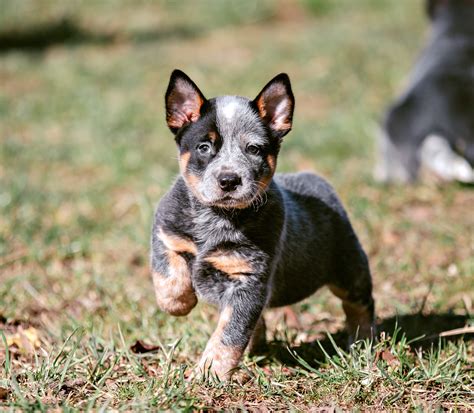 Best Toys Australian Cattle Dog At Randy Stambaugh Blog