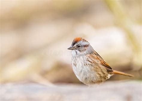 A Tiny Cute Swamp Sparrow Stock Image Image Of Nature 352770499