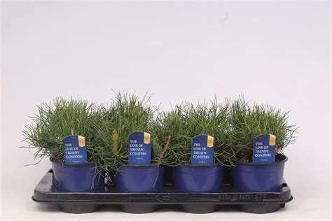 Pinus Mugo Mughus — Plant Wholesale Floraccess