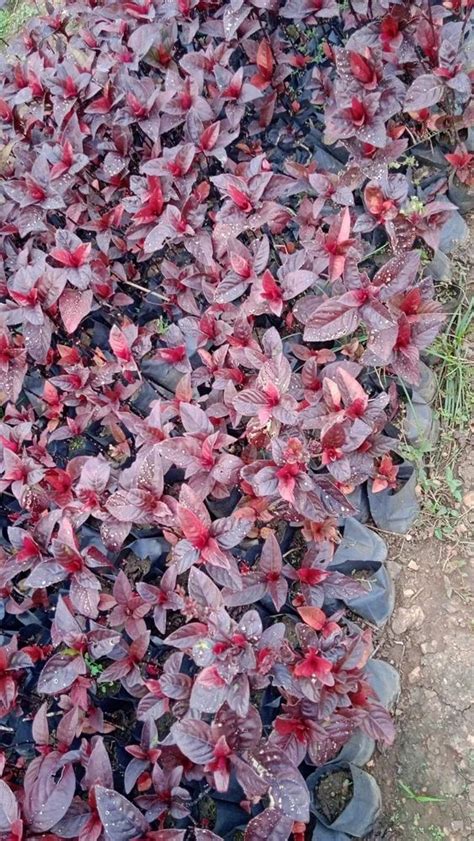 6 Inches Lalsa Headge Plant At ₹ 10 Plant In Indore Id 2855641698330