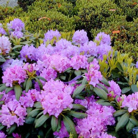 Roseum Elegans Rhododendron Shop Rhododendron Online Bay Gardens