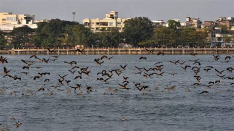 Best Places To Visit In Ranchi Birds From Across Seven Seas Made These
