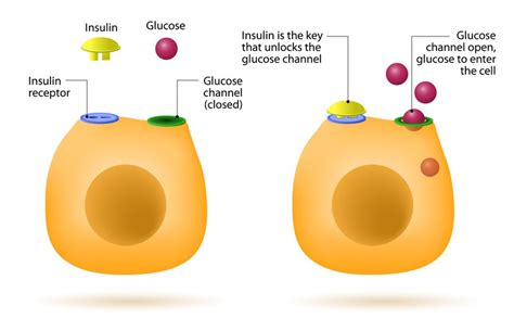 Endocrine System Signaling Pathway Creative Diagnostics