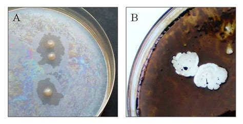 Biosurfactant Production By Arthrobacter Sp N3 Strain Grown On Mineral Download Scientific