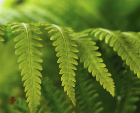 Plantae The Digital Ecosystem For Plant Science