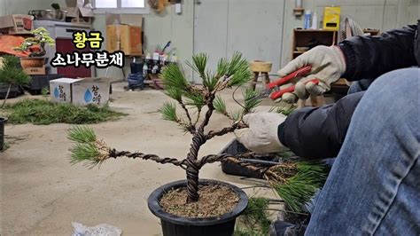 볼폼없는 소나무 만들기 Youtube