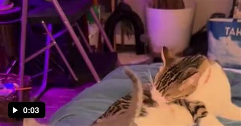 Tiny Butt Biter 9gag