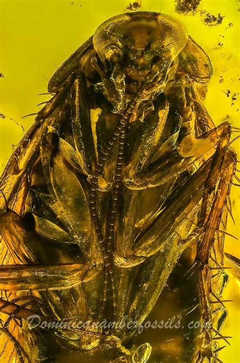 V1820 Blattodea
