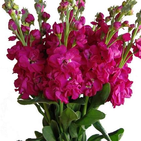 Stock Double Hot Pink Stock Hot Pink Flowers Stock Flower Hot