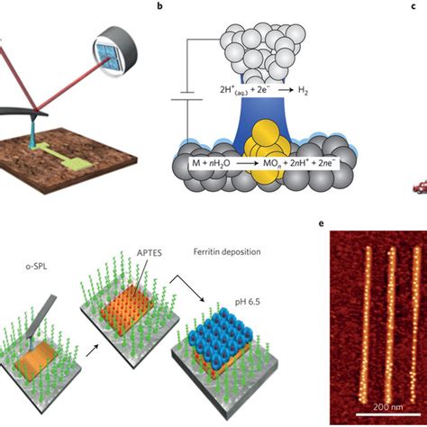 Oxidation Scanning Probe Lithography A The Oxidation Process Used In Download Scientific