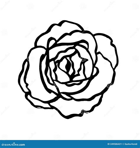 Rose Black And White Doodle Vector Hand Drawn Stock Vector