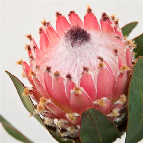 Proteaflora Ecolife Plants