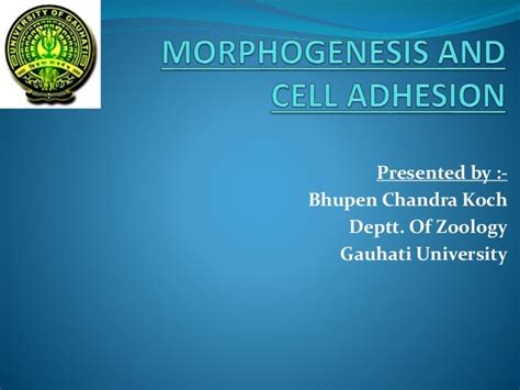 Morphogenesis And Cell Adhesion
