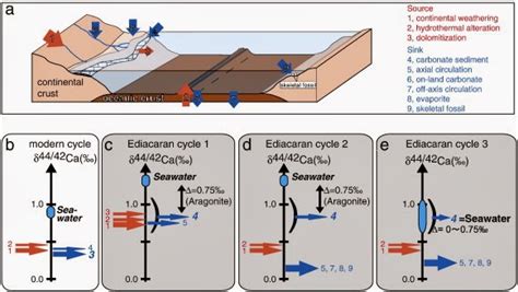 The Dragons Tales An Anomalous Calcium Cycle In The Ediacaran Ocean