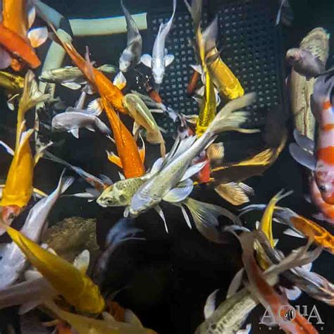 Assorted Butterfly Koi A Grade Aqua Imports