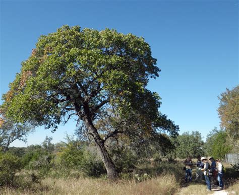 Most Common Trees In South Carolina ProGardenTips