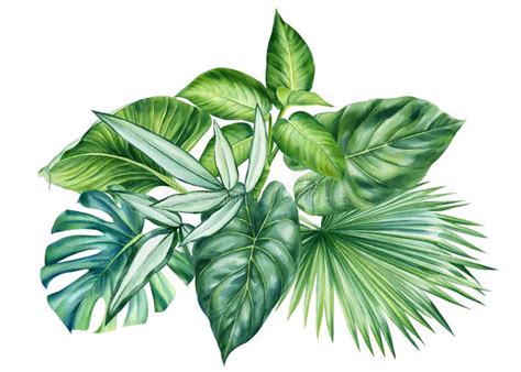 Watercolor Jungle Green Planttropical Leaves Isolated On White