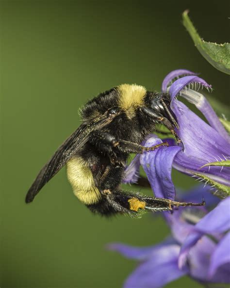 Types Of Bumble Bees In North America