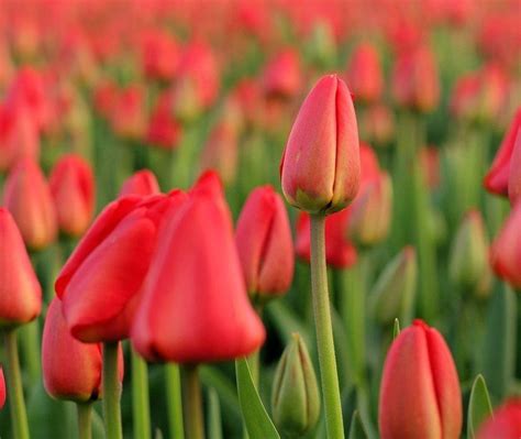 тюльпаны - само очарование!😍 | Tulips, Flower power, Flowers