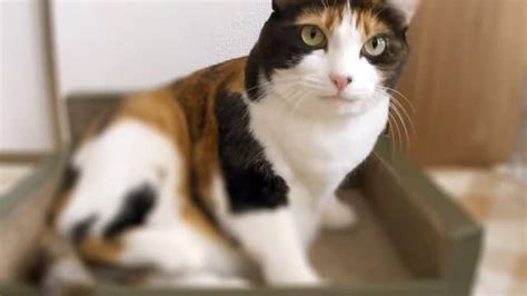 Yukke chan on the cardboard scratcher まだタイトルが決まらないw