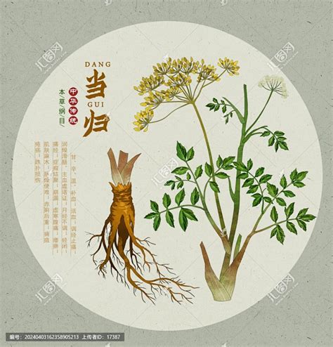 当归 当归包装设计 当归子 当归插画 手绘中草药 手绘当归 本草纲目 植物中药材中草药 草本植物 药材 药材医草 中医养生 中草药包装插画