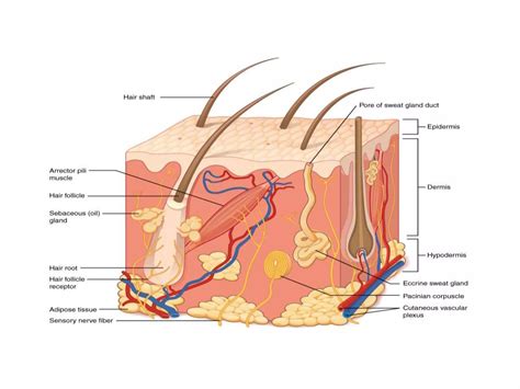 Structure And Functions Of The Skin Pptx