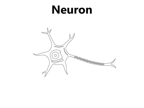 human neuron structure brain neuron cell illustration synapses