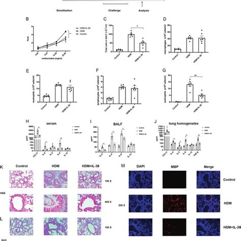 In Vivo Effects Of Il 38 On Humanized Hdm Induced Allergic Asthma Mice